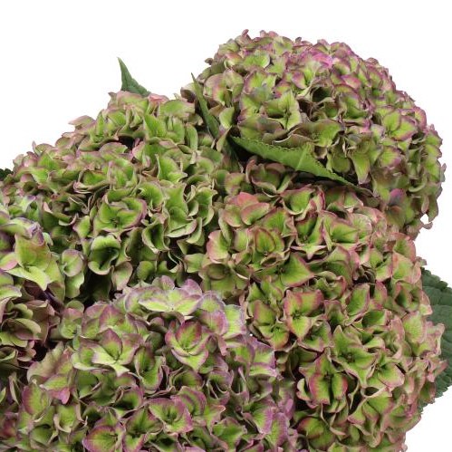 HYDRANGEA RODEO GREEN-LAVENDER CLASSIC 50cm | Wholesale Dutch Flowers ...