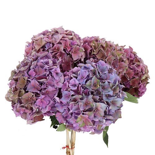 HYDRANGEA RODEO LAVENDER 80cm | Wholesale Dutch Flowers & Florist ...