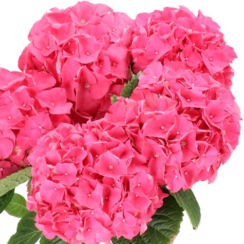 HYDRANGEA RODEO PINK 50cm | Wholesale Dutch Flowers & Florist Supplies UK