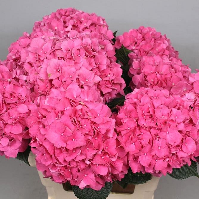 HYDRANGEA RODEO PINK 60cm | Wholesale Dutch Flowers & Florist Supplies UK