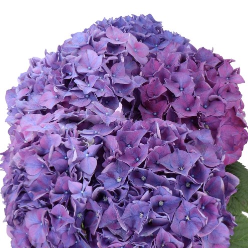 HYDRANGEA RODEO PURPLE 60cm | Wholesale Dutch Flowers & Florist Supplies UK