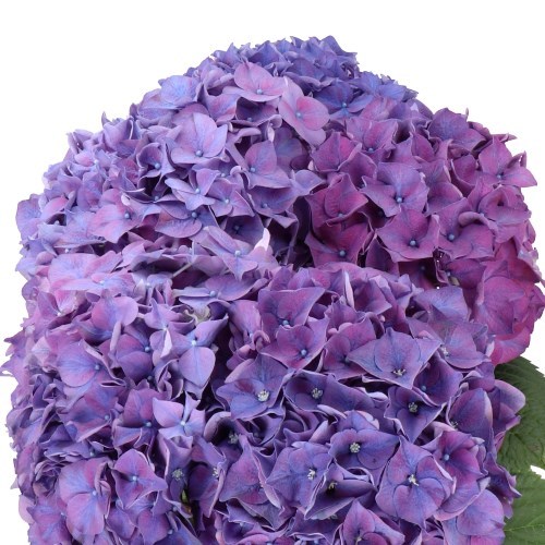 HYDRANGEA RODEO PURPLE 65cm | Wholesale Dutch Flowers & Florist Supplies UK
