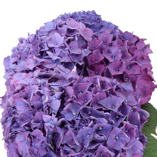 HYDRANGEA RODEO PURPLE 80cm | Wholesale Dutch Flowers & Florist Supplies UK