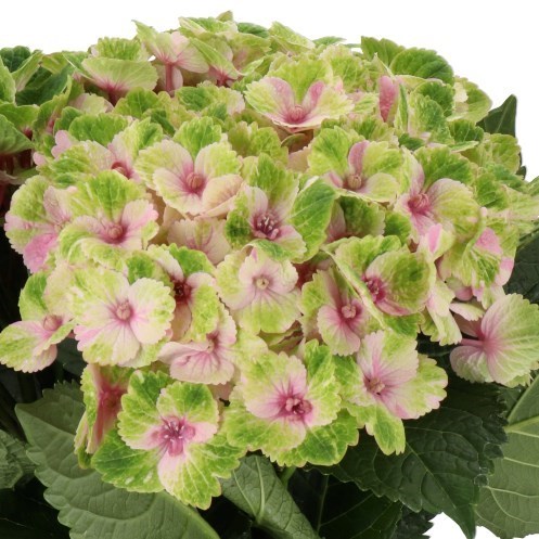 HYDRANGEA ROYAL AMIGO 50cm | Wholesale Dutch Flowers & Florist Supplies UK