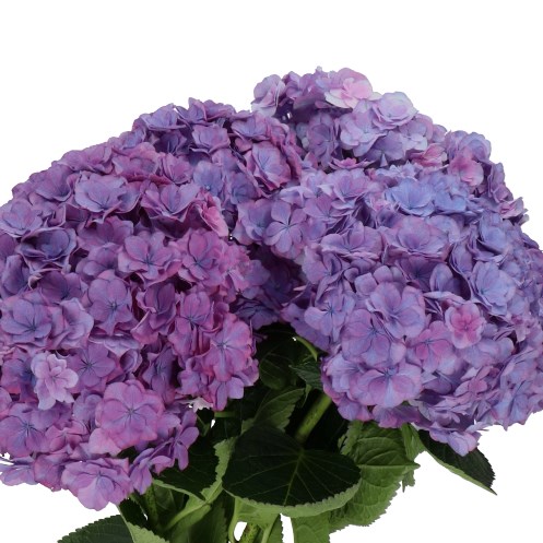 HYDRANGEA ROYAL ANASTASIA 60cm | Wholesale Dutch Flowers & Florist ...