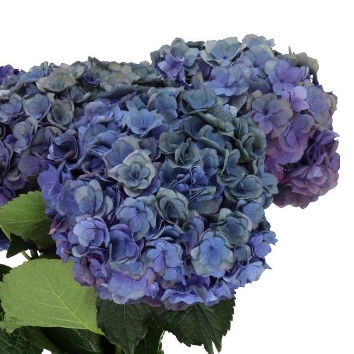 HYDRANGEA ROYAL ANASTASIA CLASSIC 80cm | Wholesale Dutch Flowers ...