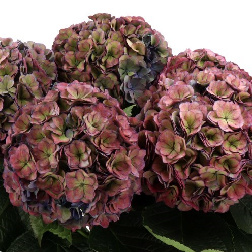 HYDRANGEA ROYAL OPERA GREY CLASSIC 60cm | Wholesale Dutch Flowers ...