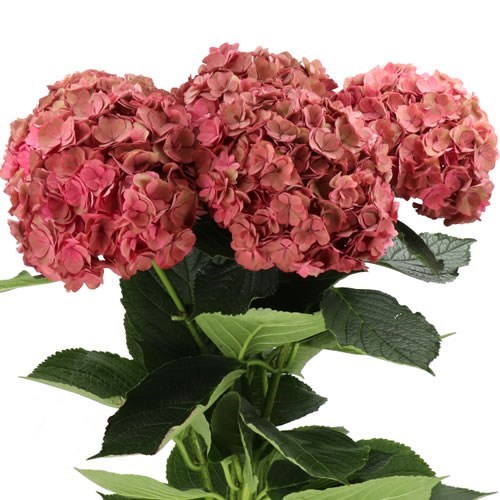 HYDRANGEA ROYAL ANASTASIA OLD PINK CLASSIC 60cm | Wholesale Dutch ...