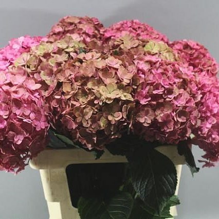 HYDRANGEA ROYAL ANASTASIA PINK CLASSIC 70cm | Wholesale Dutch Flowers UK