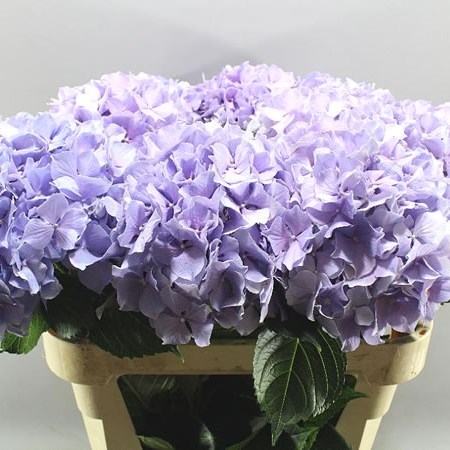 HYDRANGEA ROYAL BENEFIT 60cm | Wholesale Dutch Flowers & Florist ...