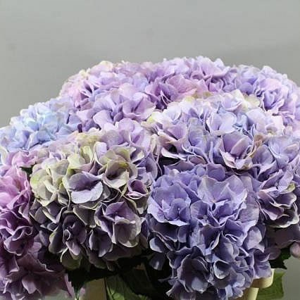 HYDRANGEA ROYAL BENEFIT 70cm | Wholesale Dutch Flowers & Florist ...
