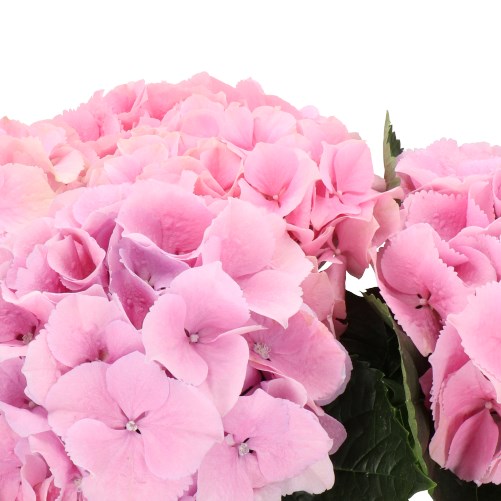 HYDRANGEA ROYAL BENEFIT PINK 60cm | Wholesale Dutch Flowers & Florist ...