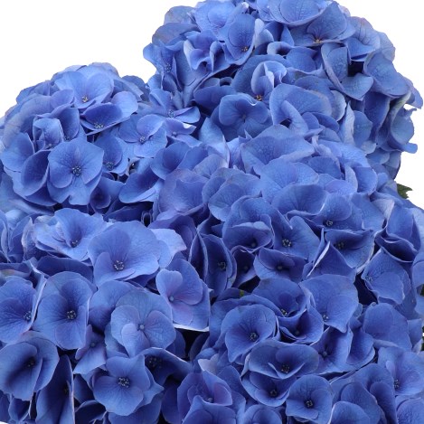 HYDRANGEA ROYAL CROWN 60cm | Wholesale Dutch Flowers & Florist Supplies UK