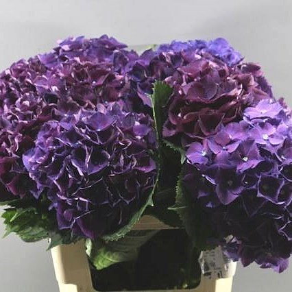 HYDRANGEA ROYAL KING 60cm | Wholesale Dutch Flowers & Florist Supplies UK