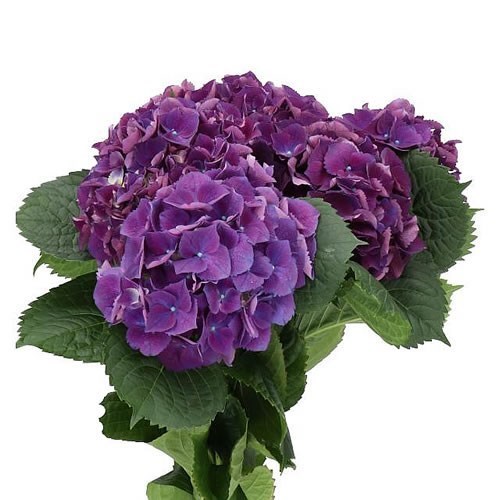 HYDRANGEA ROYAL KING 60cm | Wholesale Dutch Flowers & Florist Supplies UK