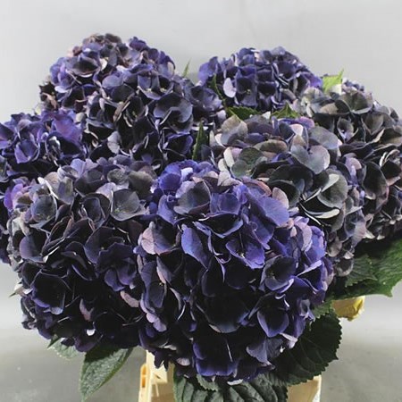HYDRANGEA ROYAL KING CLASSIC 60cm | Wholesale Dutch Flowers & Florist ...