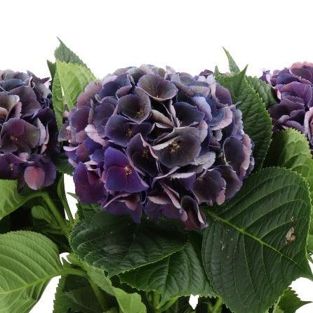 HYDRANGEA ROYAL KING CLASSIC 60cm | Wholesale Dutch Flowers & Florist ...