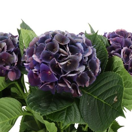 HYDRANGEA ROYAL KING CLASSIC 80cm | Wholesale Dutch Flowers & Florist ...