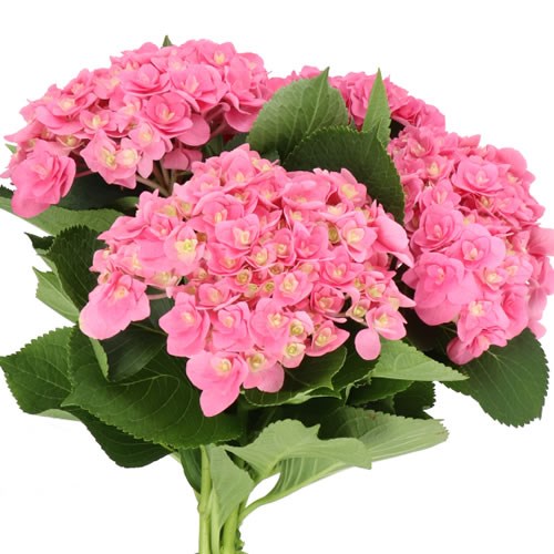 HYDRANGEA ROYAL KISS 60cm | Wholesale Dutch Flowers & Florist Supplies UK