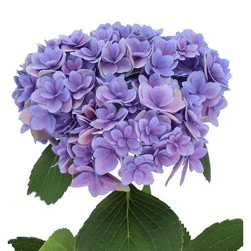 HYDRANGEA ROYAL KISS PURPLE 60cm | Wholesale Dutch Flowers & Florist ...