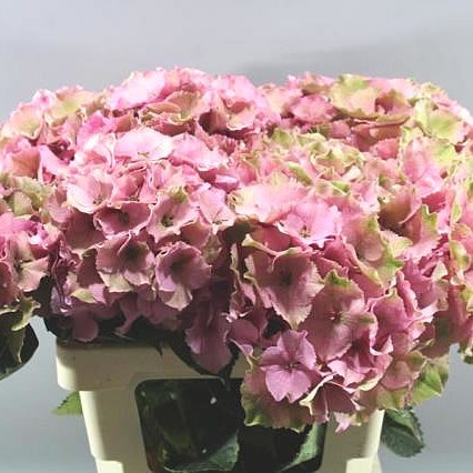 HYDRANGEA ROYAL PALACE CLASSIC PINK 60cm | Wholesale Dutch Flowers ...