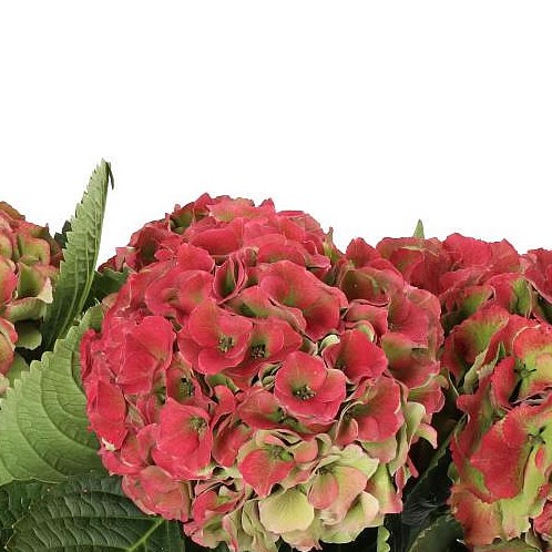 HYDRANGEA ROYAL PALACE CLASSIC VUURBAAK CLASSIC 60cm | Wholesale Flower