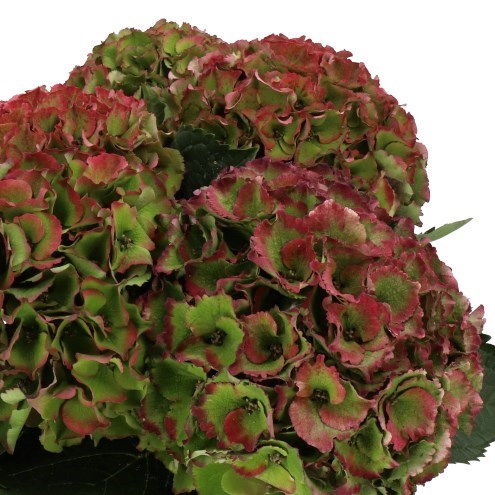 HYDRANGEA ROYAL PALACE RED CLASSIC 40cm | Wholesale Dutch Flowers ...