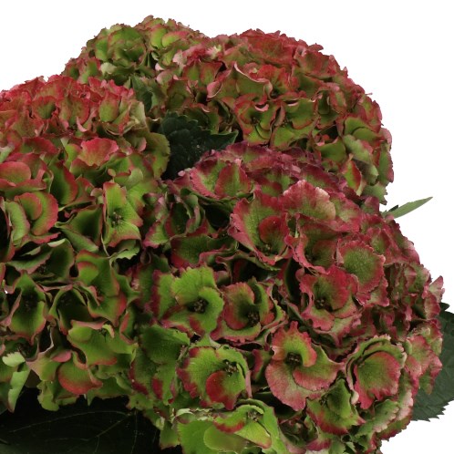 HYDRANGEA ROYAL PALACE RED CLASSIC 50cm | Wholesale Dutch Flowers ...