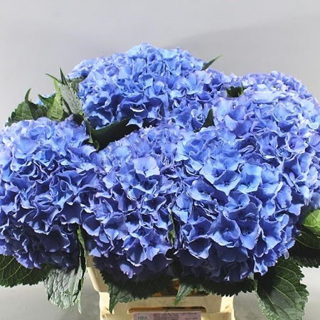 HYDRANGEA ROYAL PARADE 50cm | Wholesale Dutch Flowers & Florist Supplies UK
