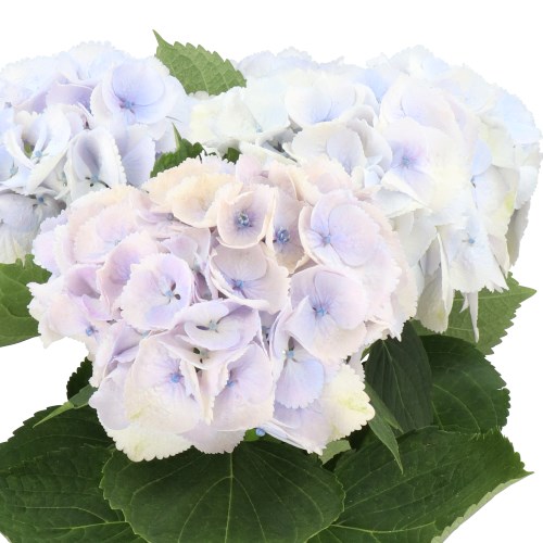 HYDRANGEA ROYAL SURPRISE 70cm | Wholesale Dutch Flowers & Florist ...