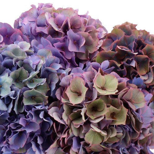 HYDRANGEA ROYAL VENICE CLASSIC 60cm | Wholesale Dutch Flowers & Florist ...