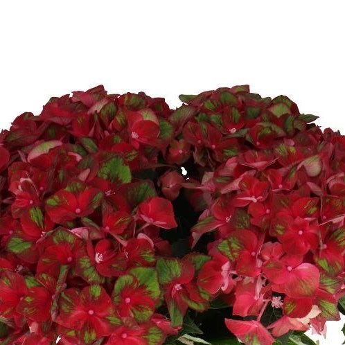 HYDRANGEA RUBY STAR 60cm | Wholesale Dutch Flowers & Florist Supplies UK
