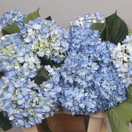 HYDRANGEA SHOCKING BLUE 65cm | Wholesale Dutch Flowers & Florist ...