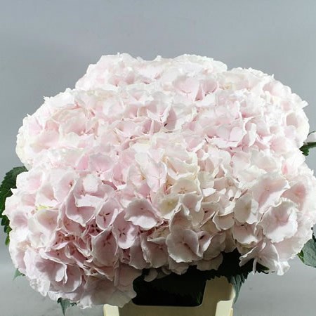 HYDRANGEA SWEET VERENA 75cm | Wholesale Dutch Flowers & Florist Supplies UK