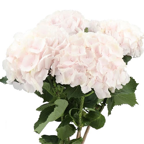 HYDRANGEA SWEET VERENA 75cm | Wholesale Dutch Flowers & Florist Supplies UK