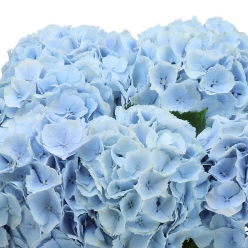 HYDRANGEA VERENA BLUE 50cm | Wholesale Dutch Flowers & Florist Supplies UK