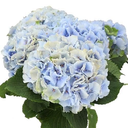 HYDRANGEA VERENA CLASSIC BLUE 65cm | Wholesale Dutch Flowers & Florist ...