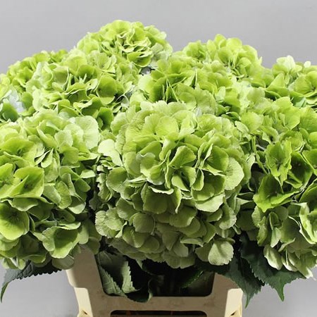 HYDRANGEA VERENA CLASSIC GREEN 60cm | Wholesale Dutch Flowers & Florist ...