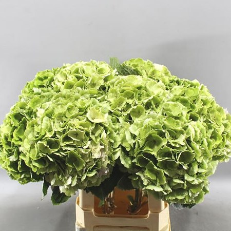 HYDRANGEA VERENA CLASSIC GREEN 60cm | Wholesale Dutch Flowers & Florist ...