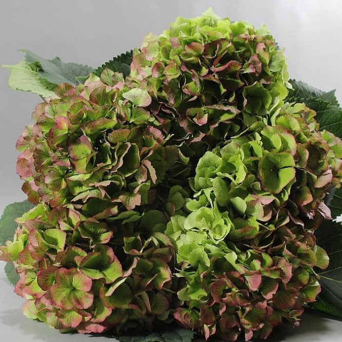 HYDRANGEA VERENA CLASSIC GREEN/PINK 60cm | Wholesale Dutch Flowers ...