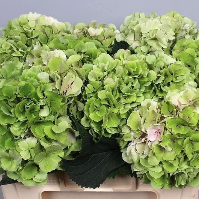 HYDRANGEA VERENA CLASSIC LIGHT GREEN 50cm | Wholesale Dutch Flowers ...