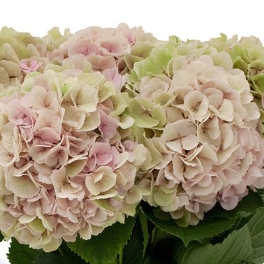 HYDRANGEA VERENA CLASSIC PINK 80cm | Wholesale Dutch Flowers & Florist ...