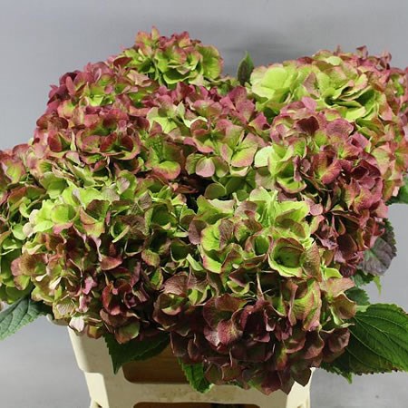 HYDRANGEA VERENA CLASSIC RED 60cm | Wholesale Dutch Flowers & Florist ...