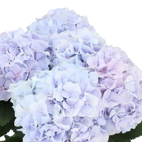 HYDRANGEA VERENA LILAC 60cm | Wholesale Dutch Flowers & Florist Supplies UK