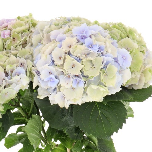 HYDRANGEA VERENA PASTEL CLASSIC 60cm | Wholesale Dutch Flowers ...
