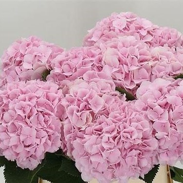 HYDRANGEA VERENA PINK 65cm | Wholesale Dutch Flowers & Florist Supplies UK