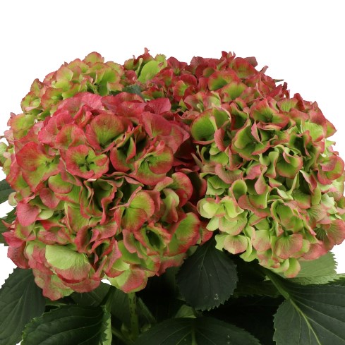 HYDRANGEA VERENA RED CLASSIC 50cm | Wholesale Dutch Flowers & Florist ...