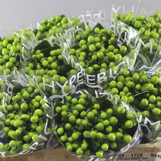 HYPERICUM COCO BAMBOO 40cm | Wholesale Dutch Flowers & Florist Supplies UK