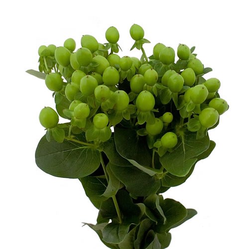 HYPERICUM COCO BAMBOO 50cm | Wholesale Dutch Flowers & Florist Supplies UK