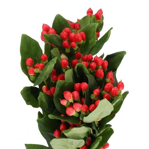 HYPERICUM COCO DIABLO 40cm | Wholesale Dutch Flowers & Florist Supplies UK